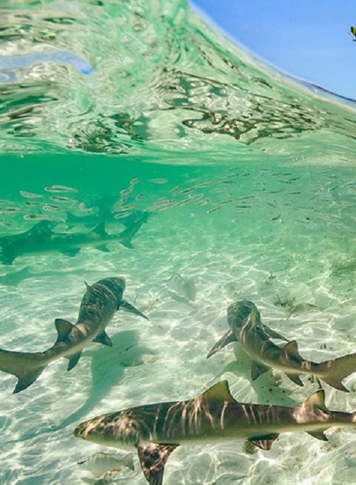 In-Flight Entertainment | Qatar Airways