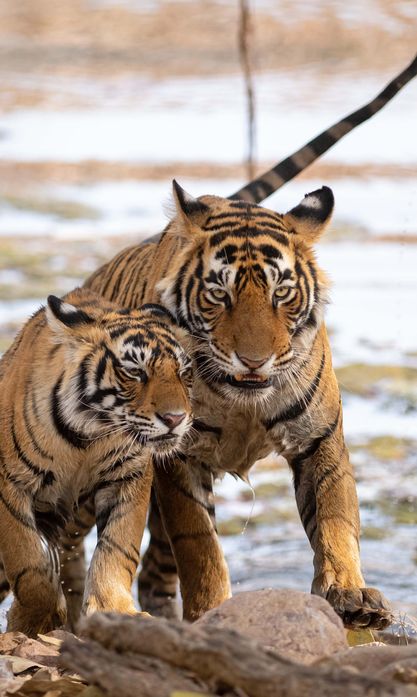 In-Flight Entertainment | Qatar Airways